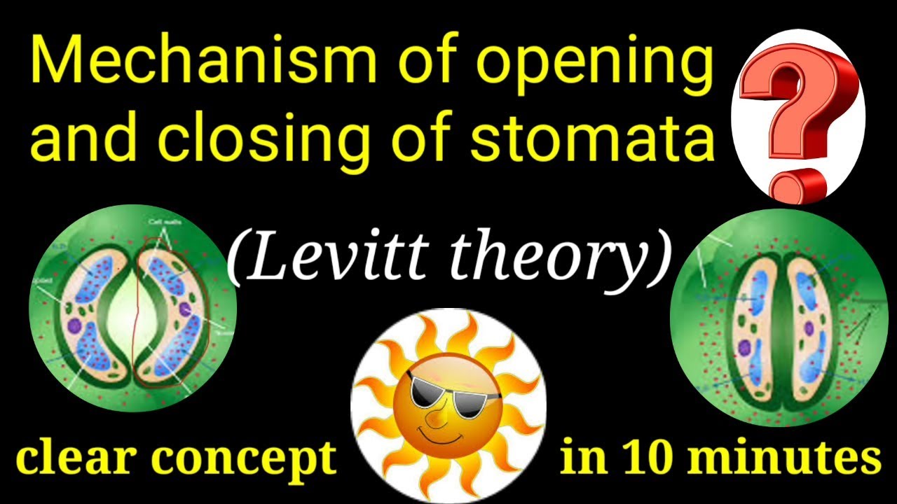 Opening and closing of stomata.Levitt theory, proton transfer theory ...