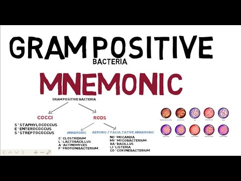 GRAM positive bacteria MNEMONIC - YouTube