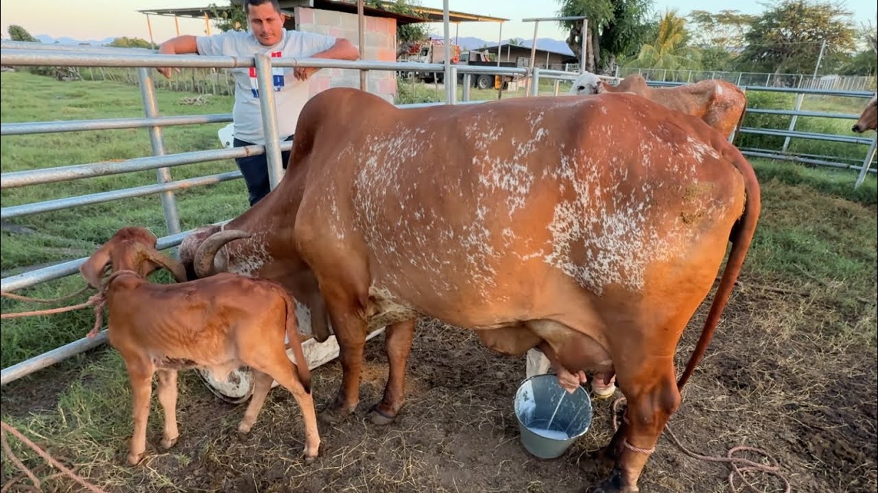 Mira el ordeñado de la millonaria y mira cuánta leche da ya - YouTube