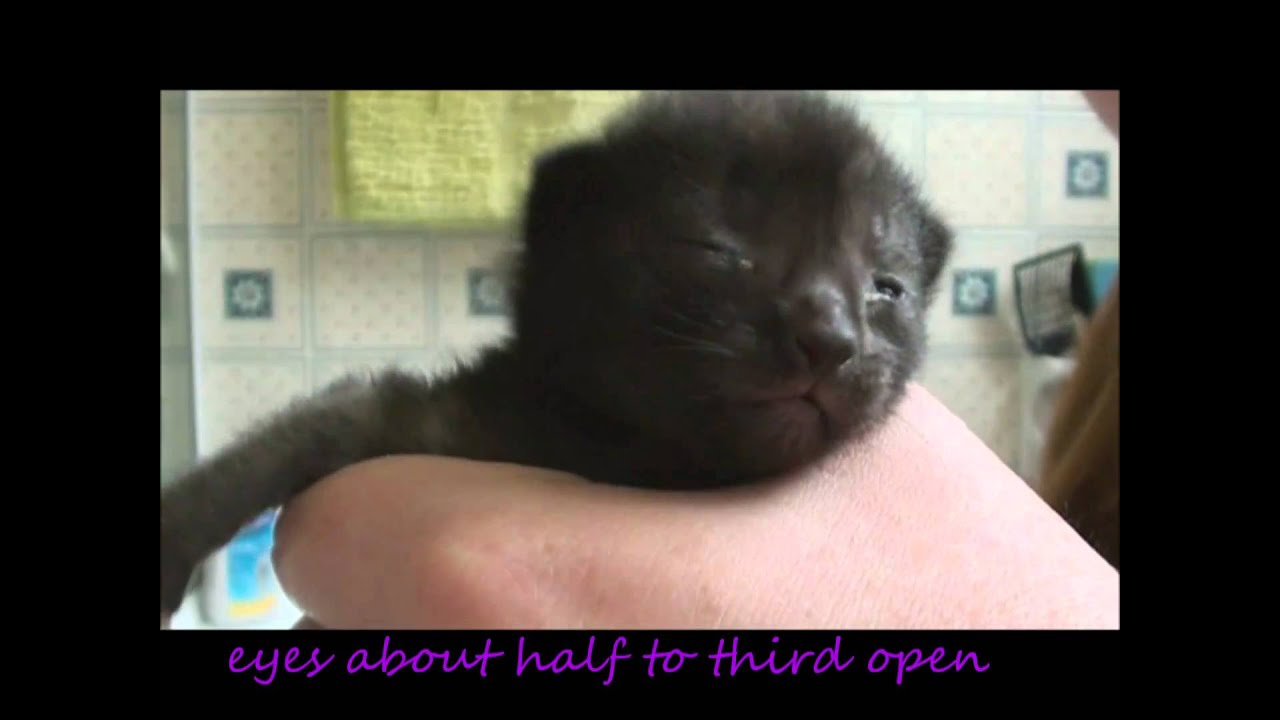 12 day old kittens - YouTube