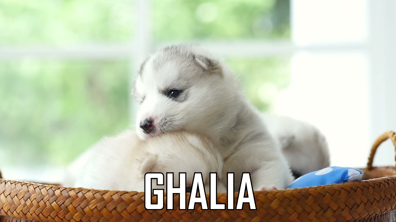 JOYEUX ANNIVERSAIRE GHALIA - YouTube