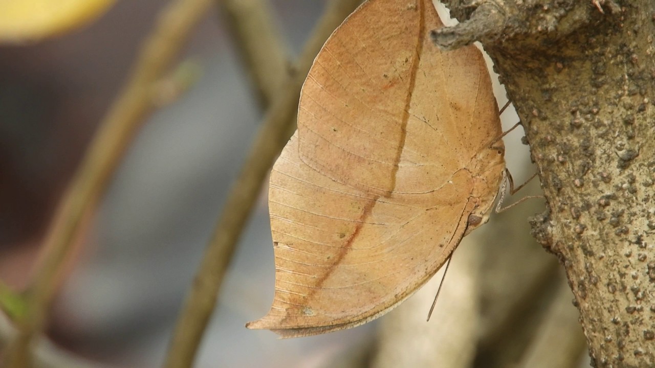 Blue Oakleaf Butterfly - Side on view - YouTube