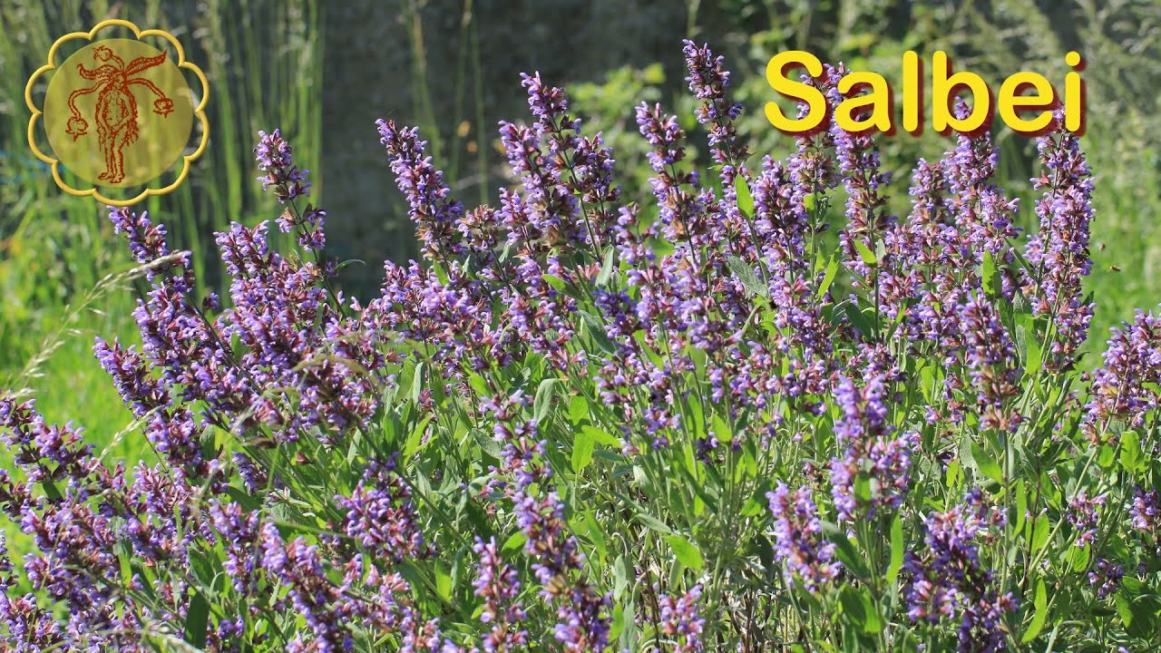 Heilpflanze: Salbei - YouTube