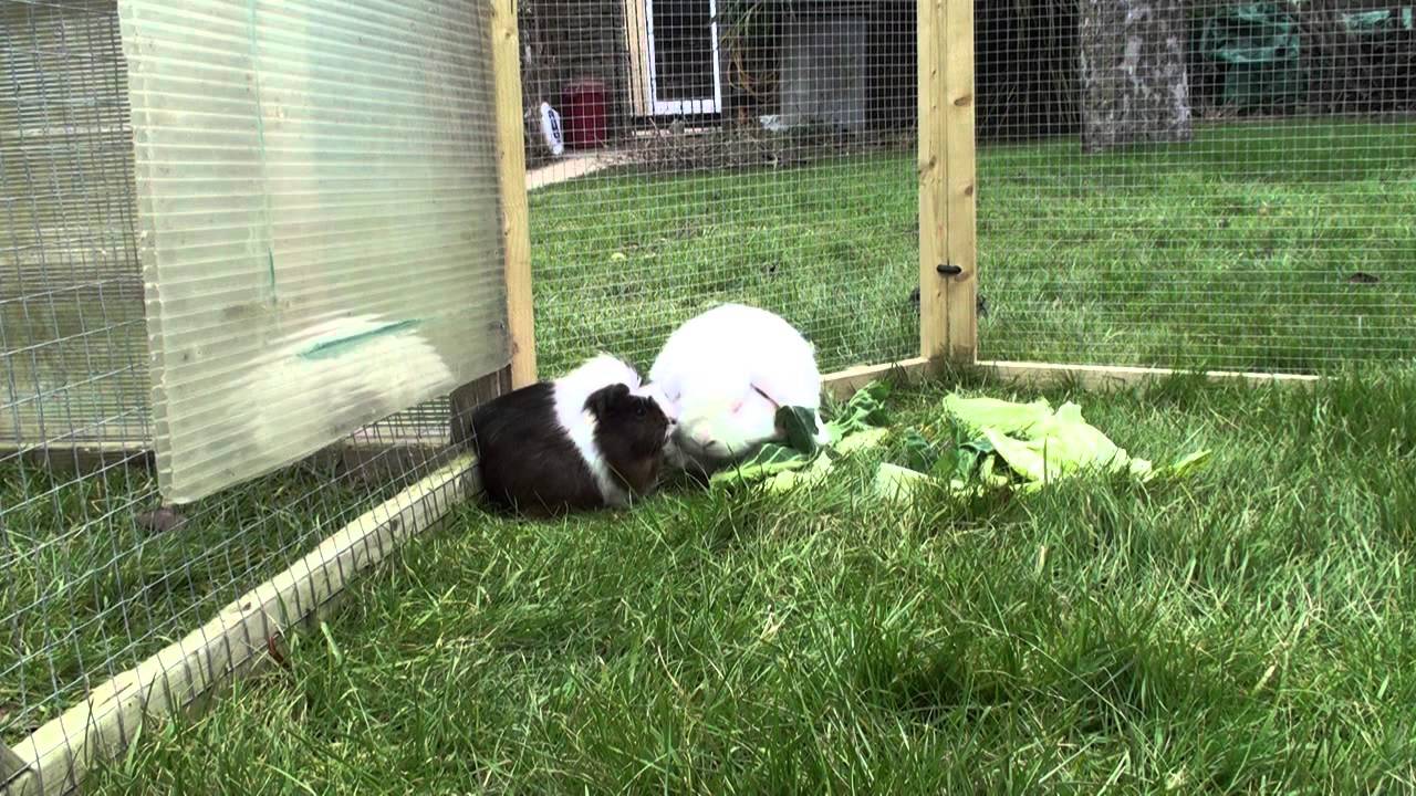 Part 2 - Thump the deaf and partially sighted rabbit - YouTube