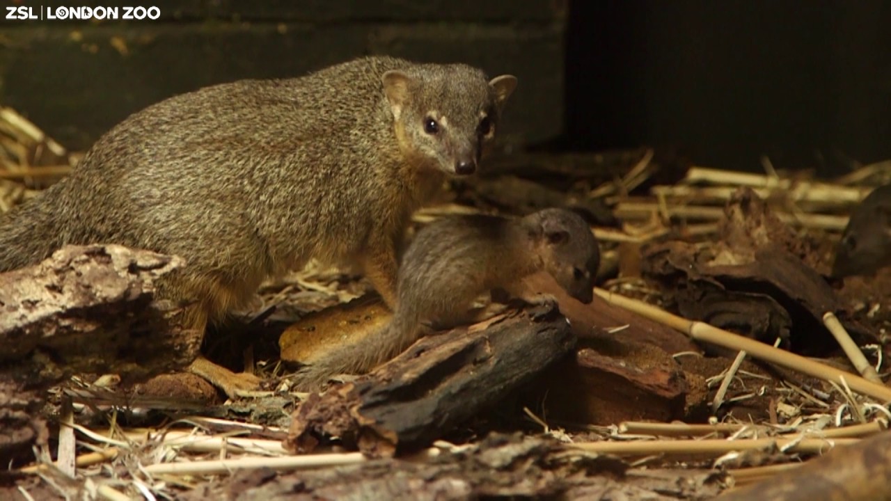 Malagasy narrow-Striped Mongoose born - YouTube