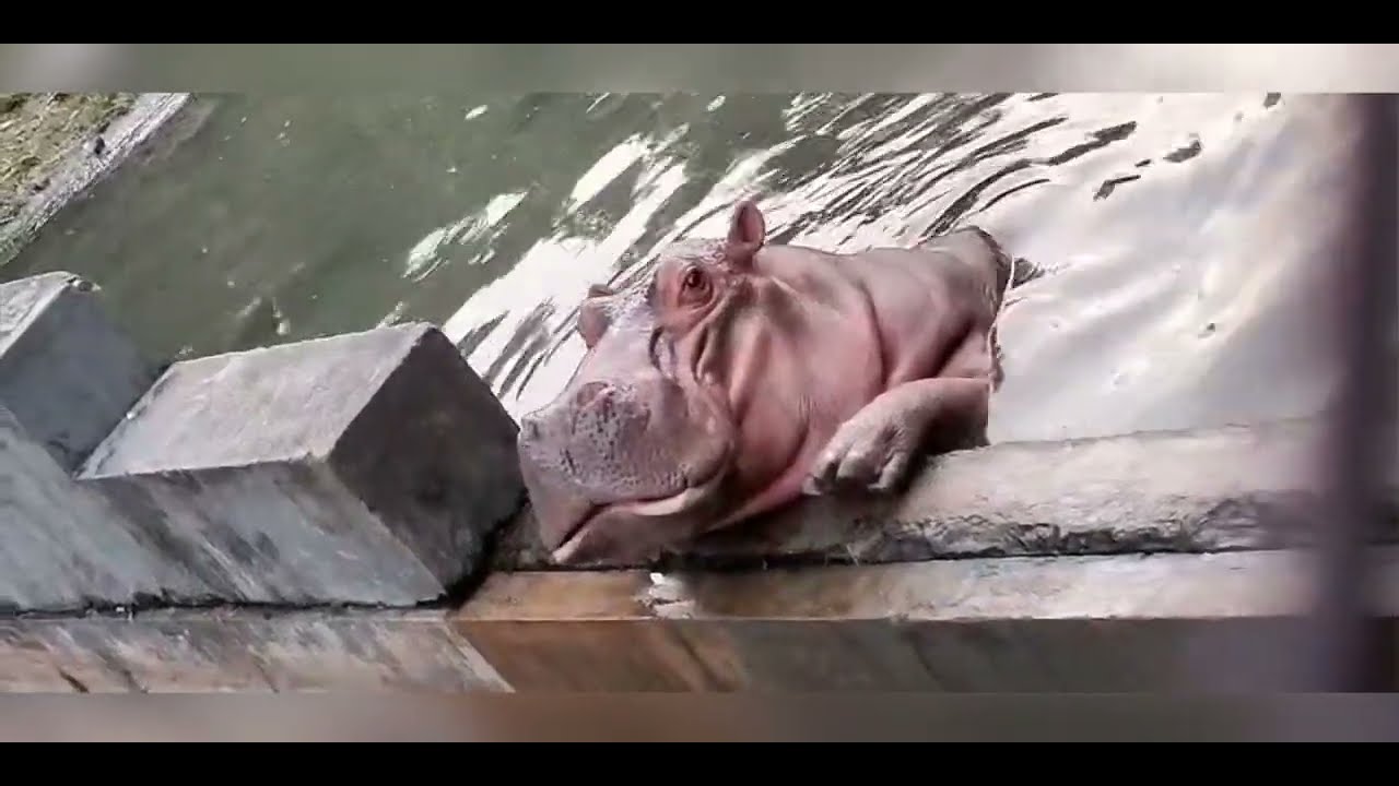 Animal planet #crocodile 🐊 #hippopotamus 🦛 - YouTube