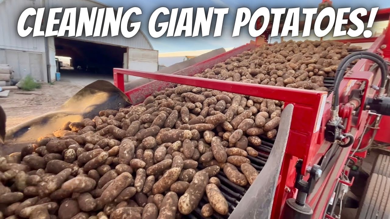 Cleaning and storing giant potatoes! - YouTube