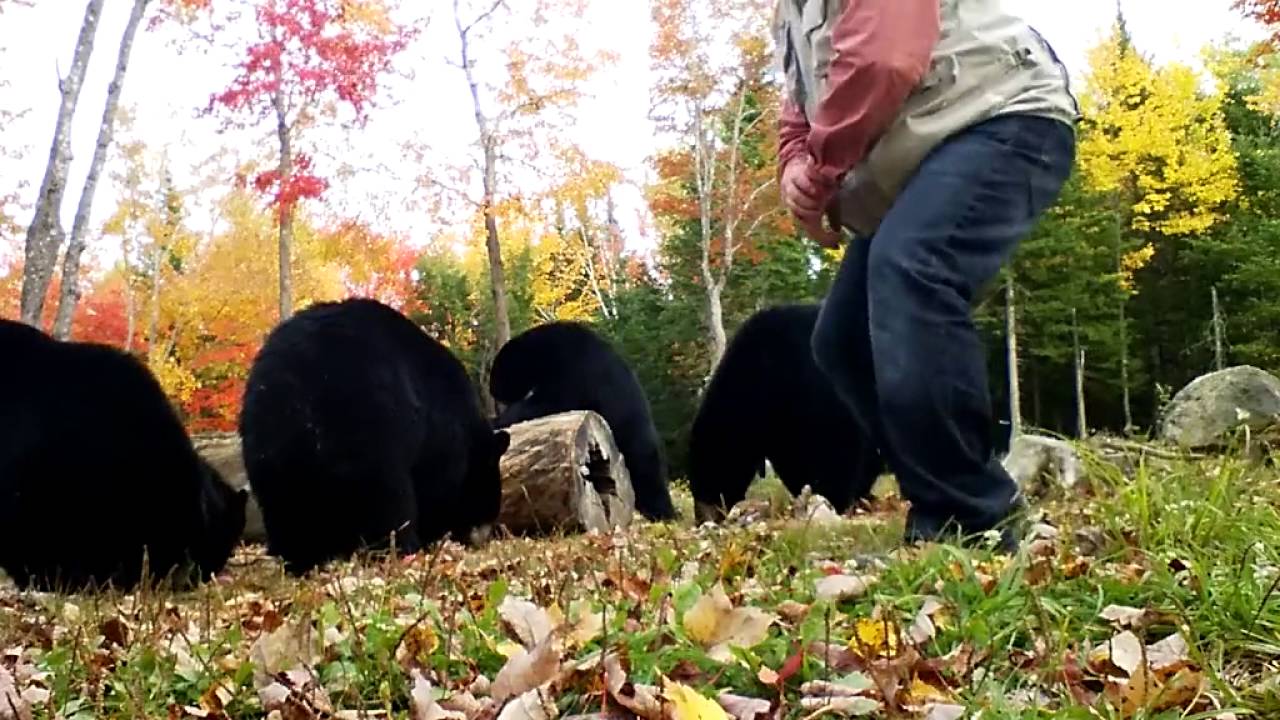 Brave man surrounded by nine bears 2016 by msn - YouTube