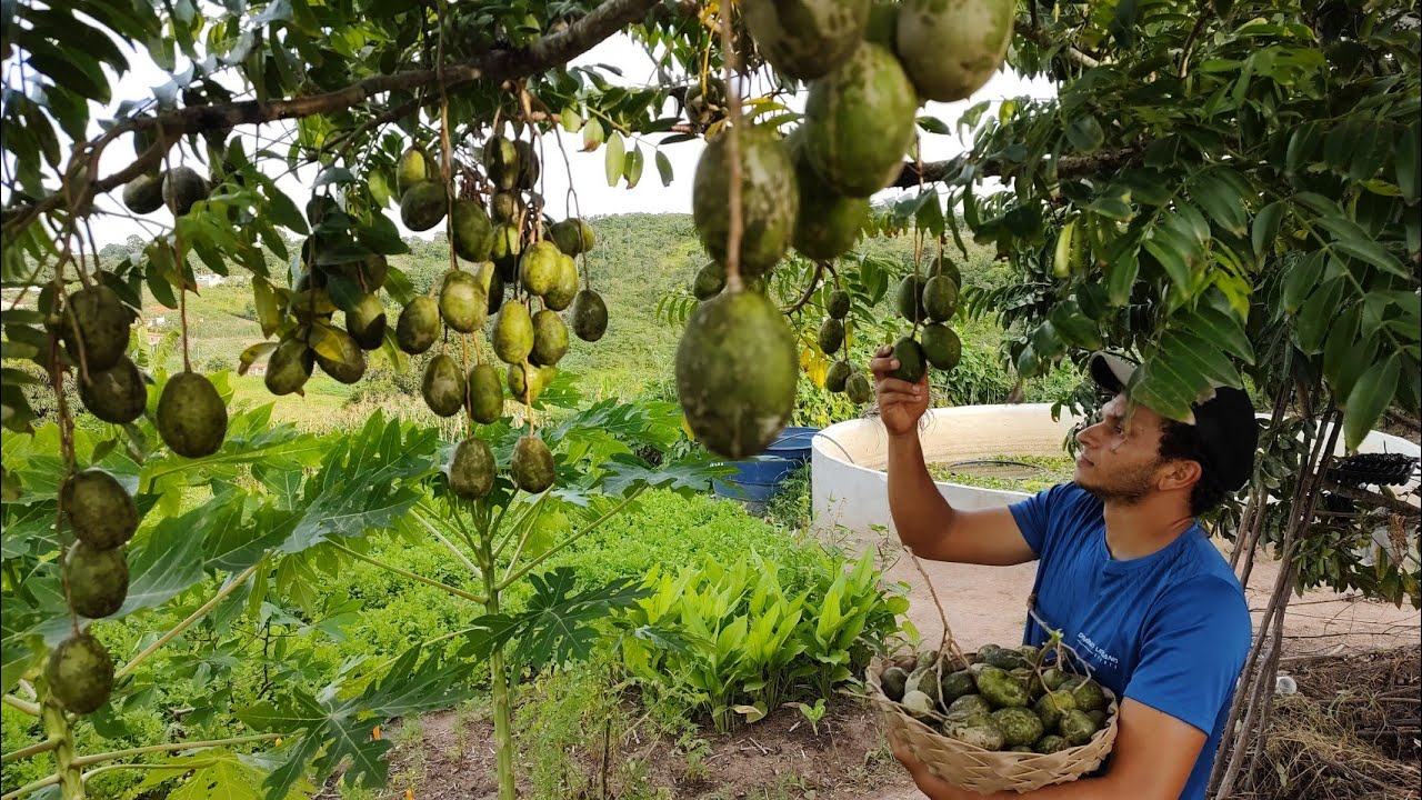 vocês conhecem essa fruta? /colheita do cajá manga no nosso sítio - YouTube