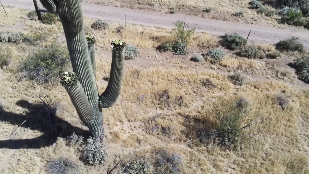 flying around cactus - YouTube