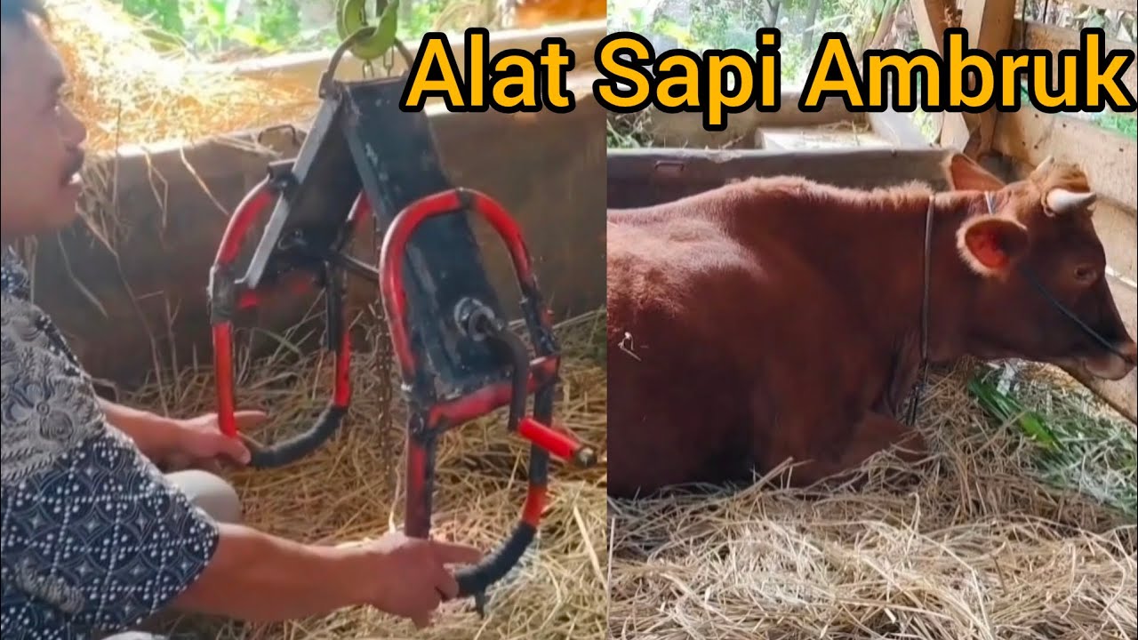 Marimar !! Indukan Sapi Ambruk Pasca Melahirkan - YouTube