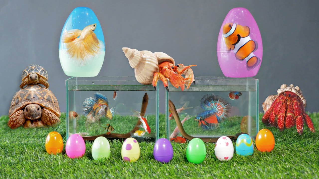 Colorful Surprise Eggs, Butterfly Fish, Lobster, Eel, Koi Fish, Betta ...