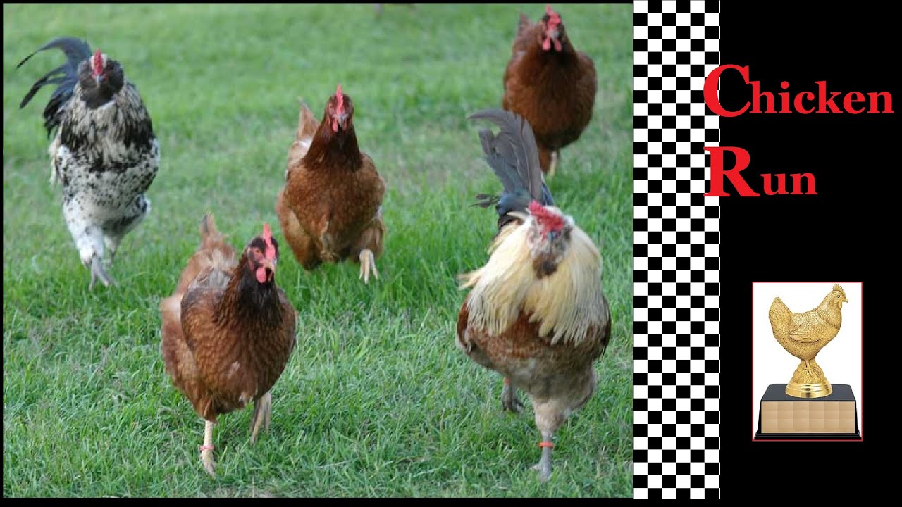 Chicken Marathon Training - YouTube
