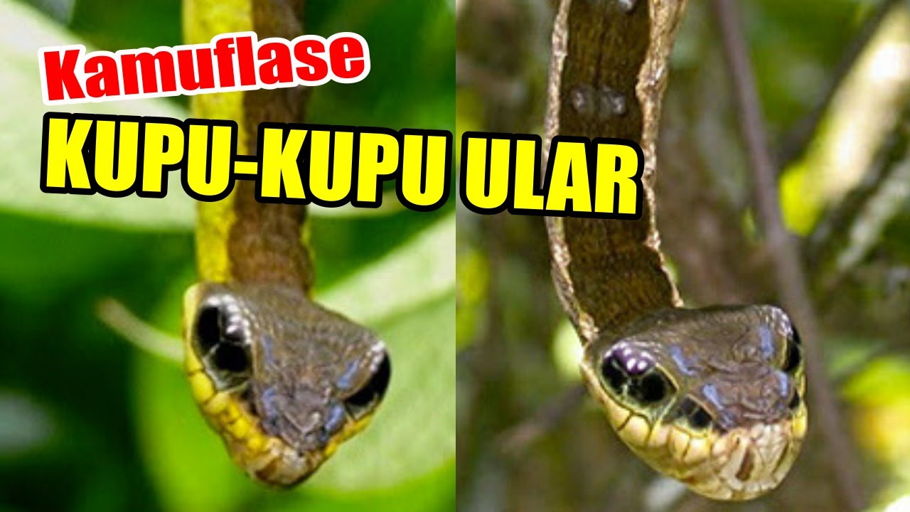 Inilah Kamuflase Terhebat di Alam, Ulat Menyamar Sebagai Ular! - YouTube