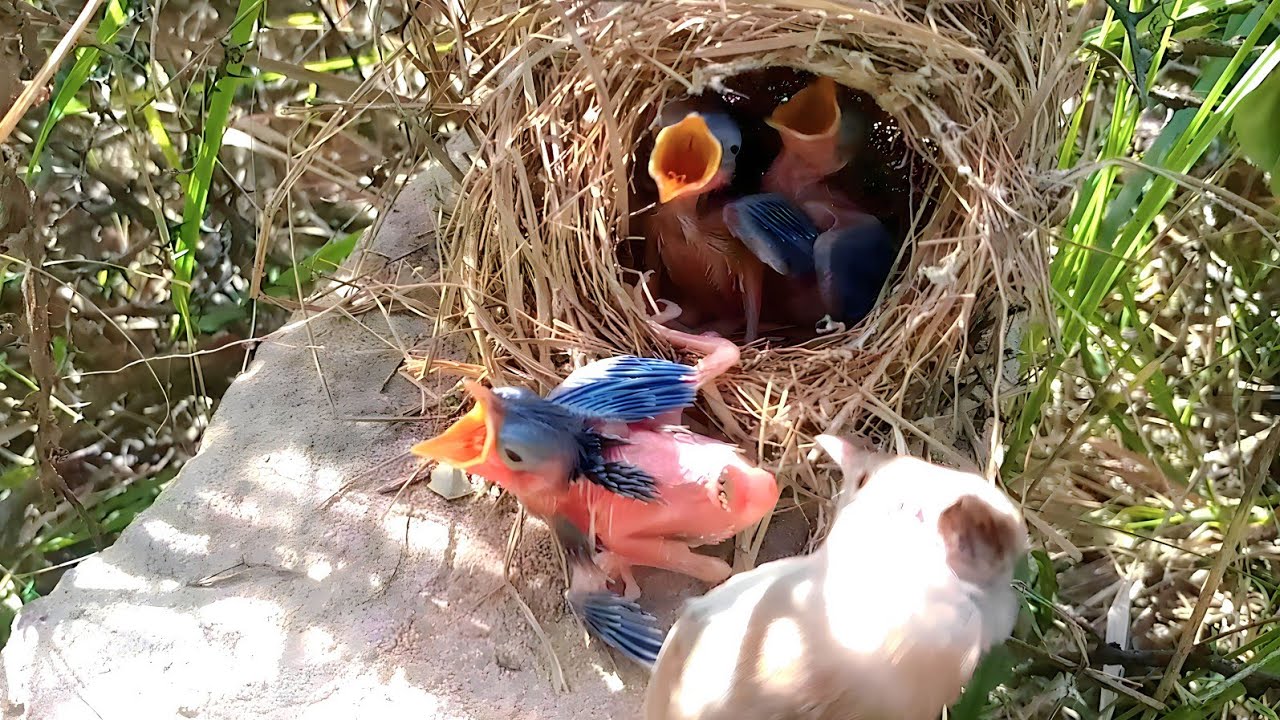 Mother came to feed the cuckoo baby and then he fell down ...