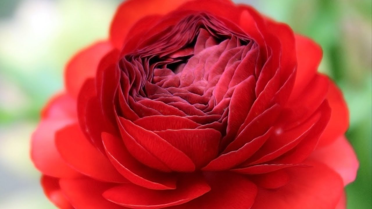 Beautiful Ranunculus Flowers 🌼 - YouTube