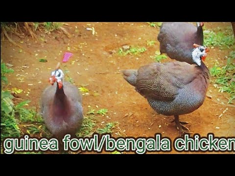 Bengala or Guinea fowl tinula! kakaibang Lasa at sakto ngayong taglamig