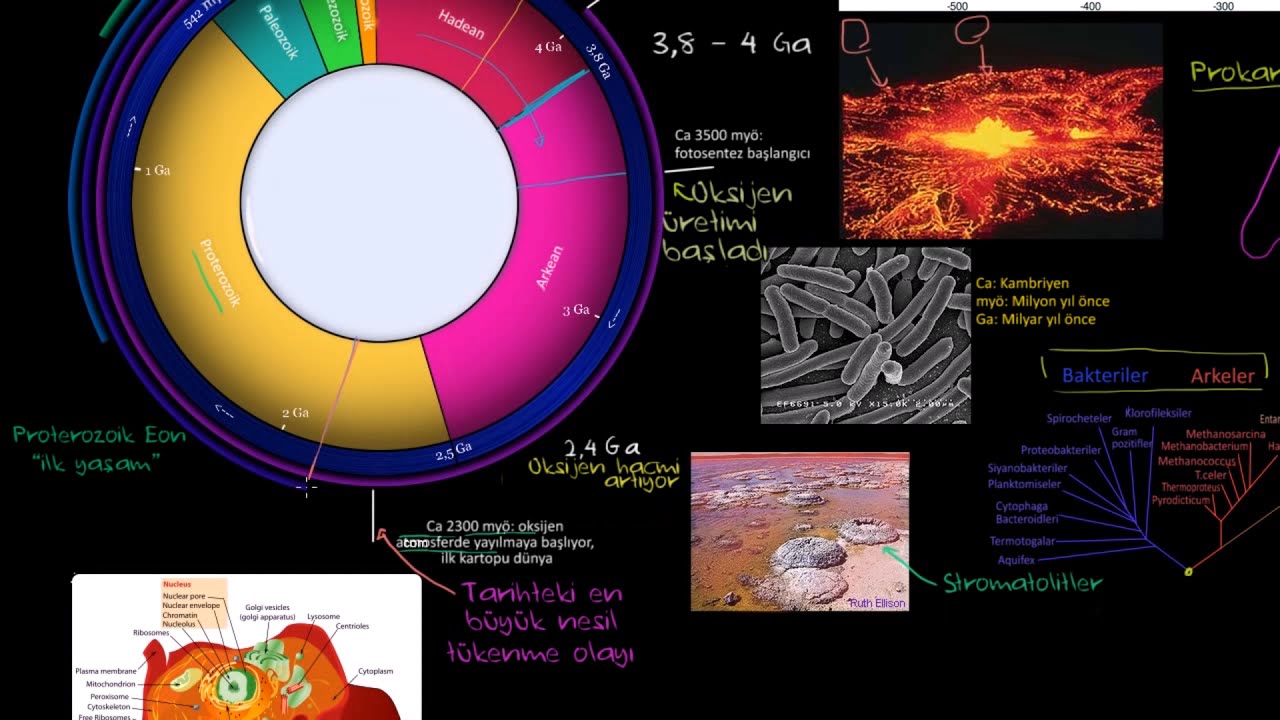Proterozoik Devir 'de Ozon Tabakası ve Ökaryotların Ortaya Çıkışı ...