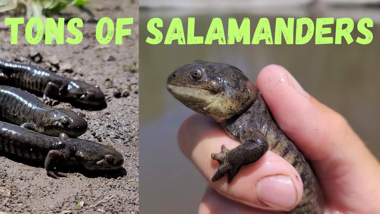 Catching TIGER SALAMANDERS! We Found a Mountain Pond Loaded With ...