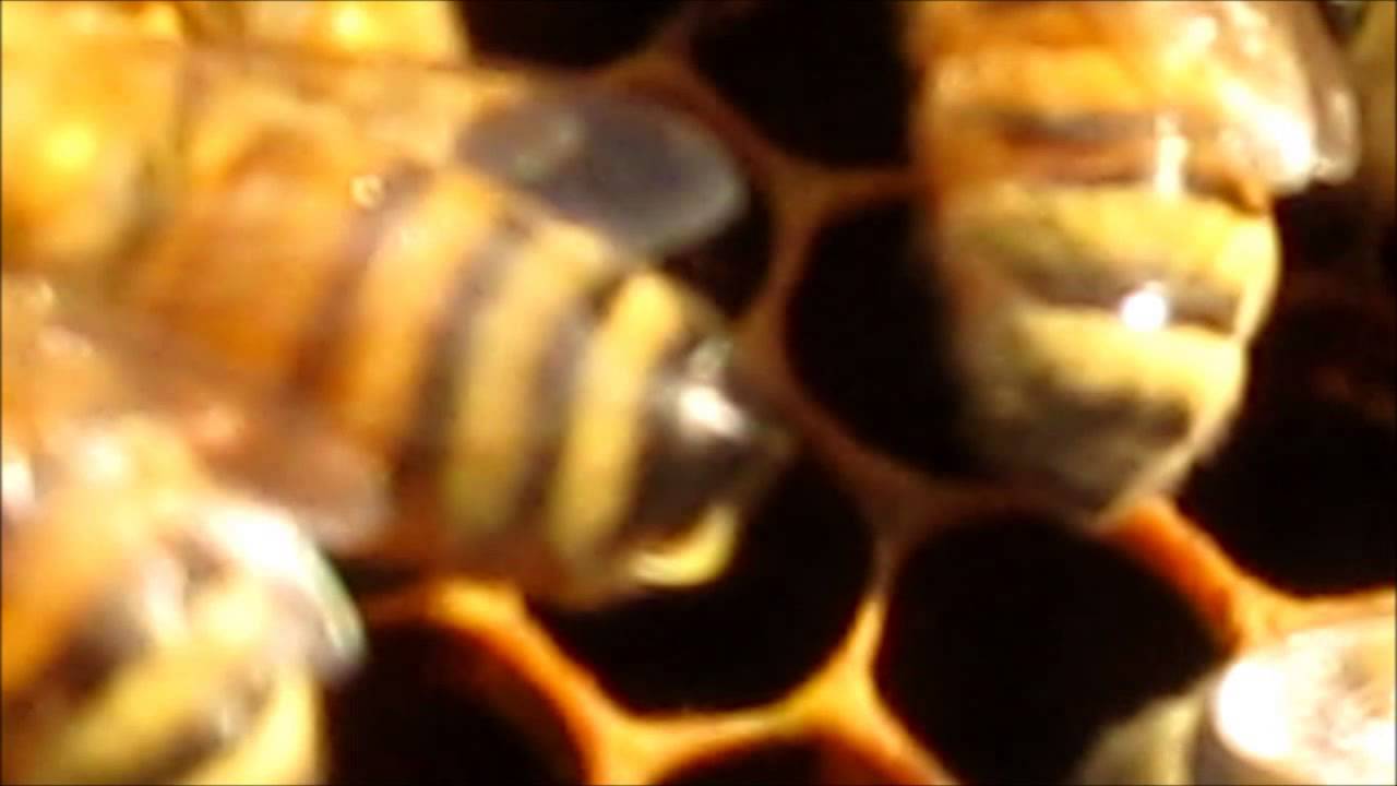 Wax Glands of the Honey Bee - YouTube