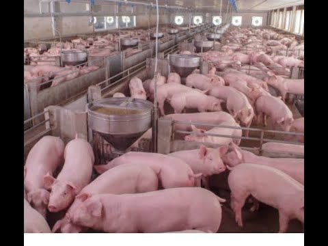 Exploration of pig from farm to fork - YouTube