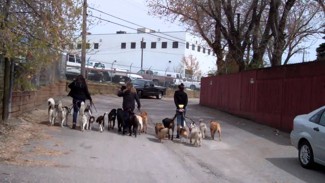 Group Pack Walk :) - YouTube