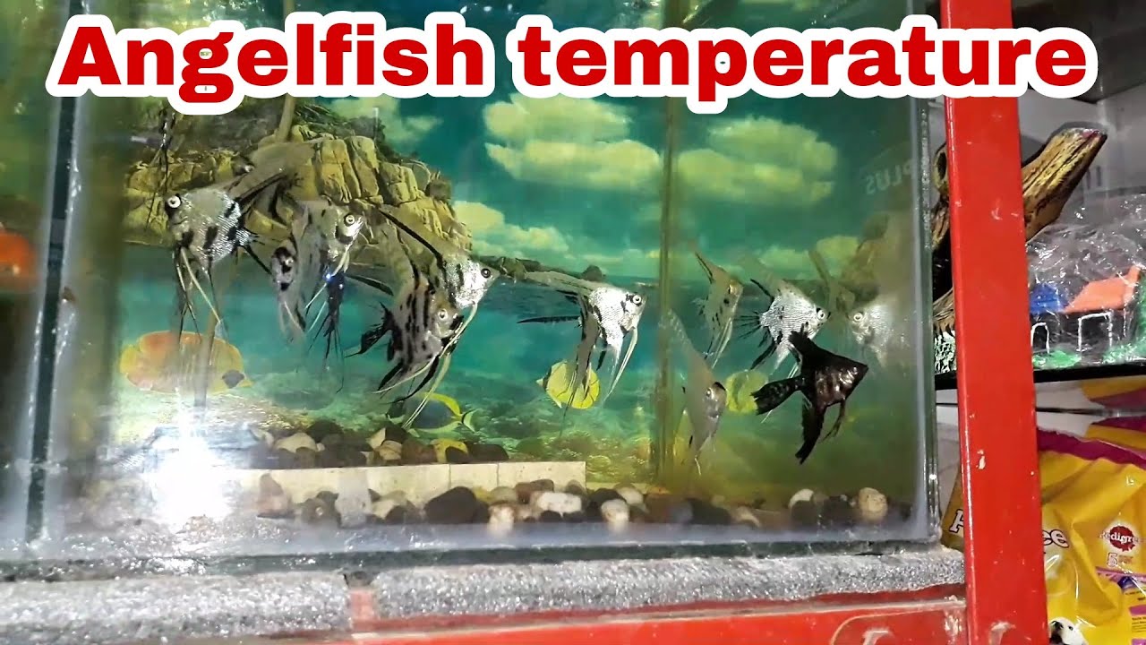 Angelfish temperature || - YouTube