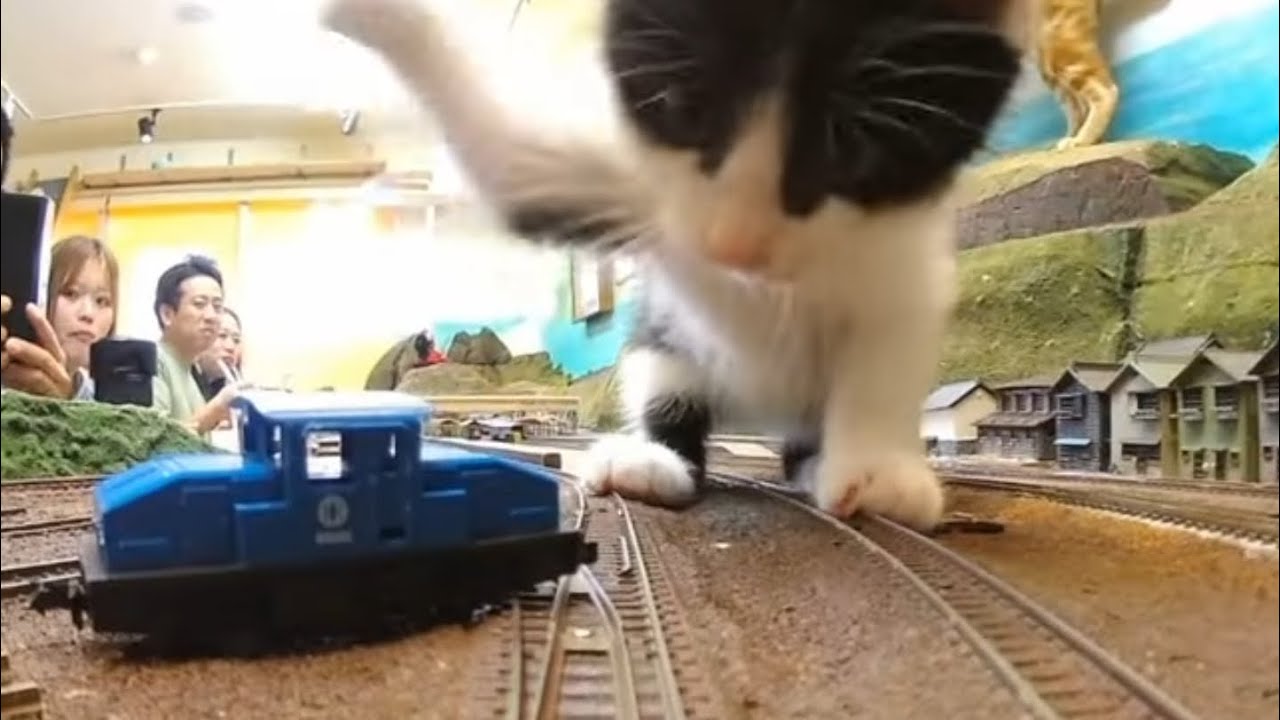 Cats Vs Camera Trains - Season 5 (All Episodes) Sub To @BFDI - YouTube