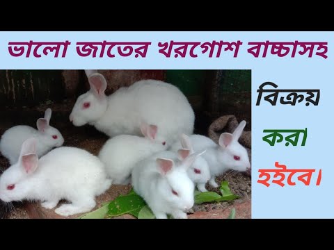 বাচ্চা সহ ভালো জাতের খরগোশ বিক্রয় করা হবে//খরগোশ পালন//Rabbit//Farm ...