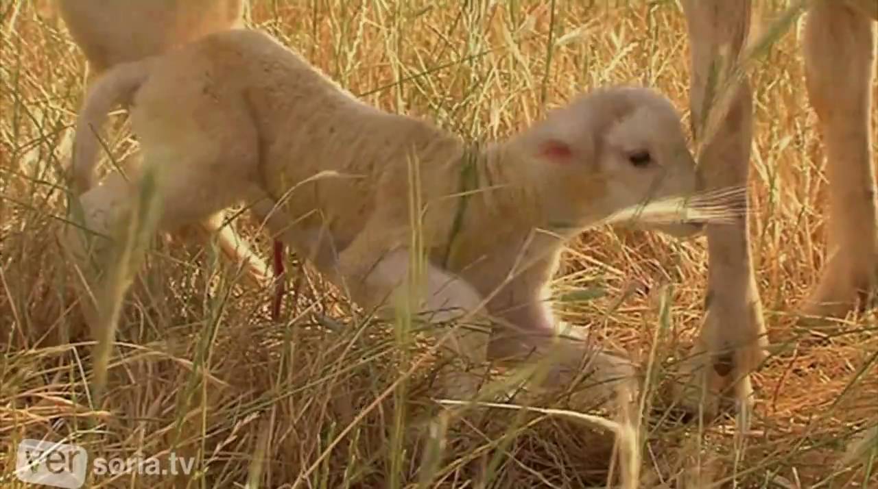 Ovejas Teniendo Bebes Humanos Relación Entre La Microbiota Ruminal Y