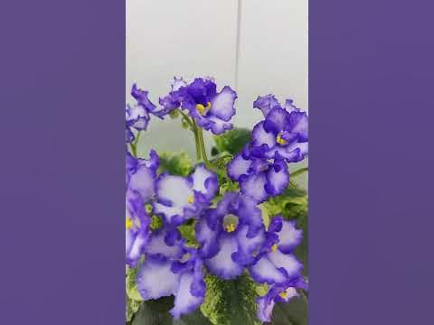 Фиалка ЛЕ-Алмазная Пыль - YouTube