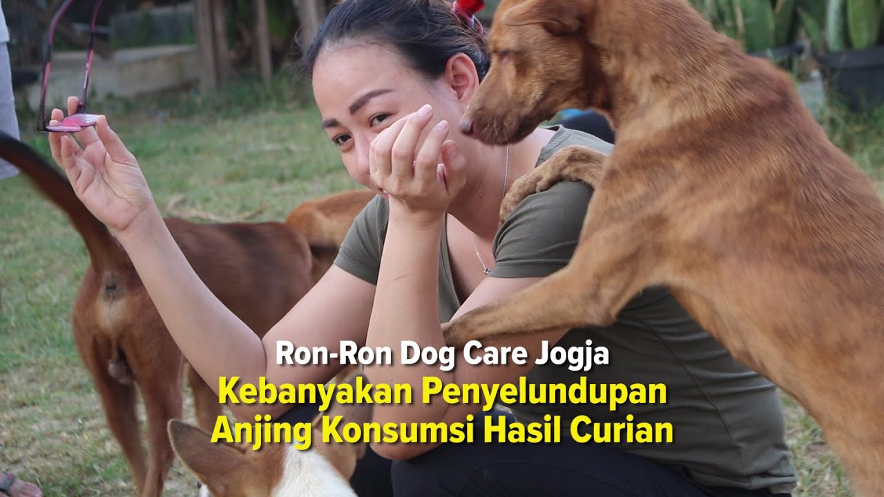 [INSPIRASI] Ron-Ron Dog Care (RRDC) - Kebanyakan Anjing Konsumsi Hasil ...
