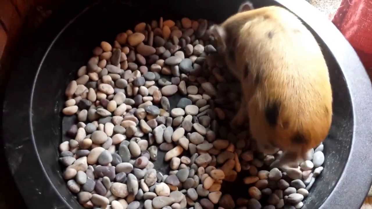 Mini pig Ellie Mae in her new root box - YouTube