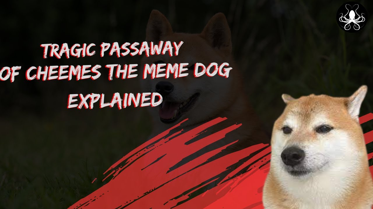 Tragic PassAway Of Cheems The Meme Dog #cheems #cheemsinu - YouTube