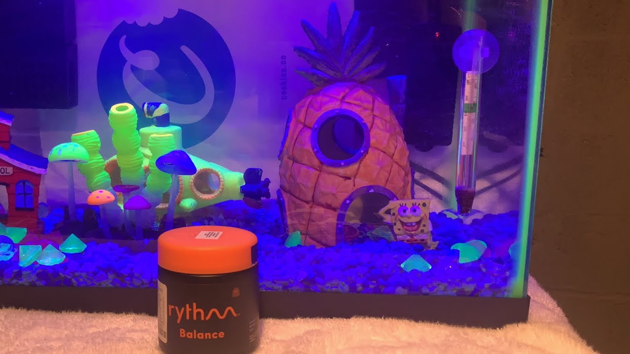 Pa Medical RYTHM GELATO 🍧 flower 21% thc - YouTube