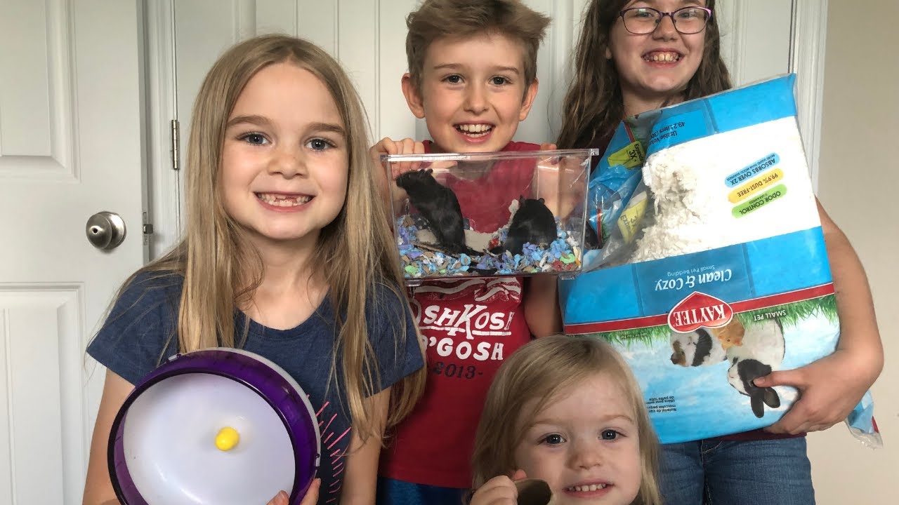 What Supplies You Should Get For Your Gerbils - YouTube