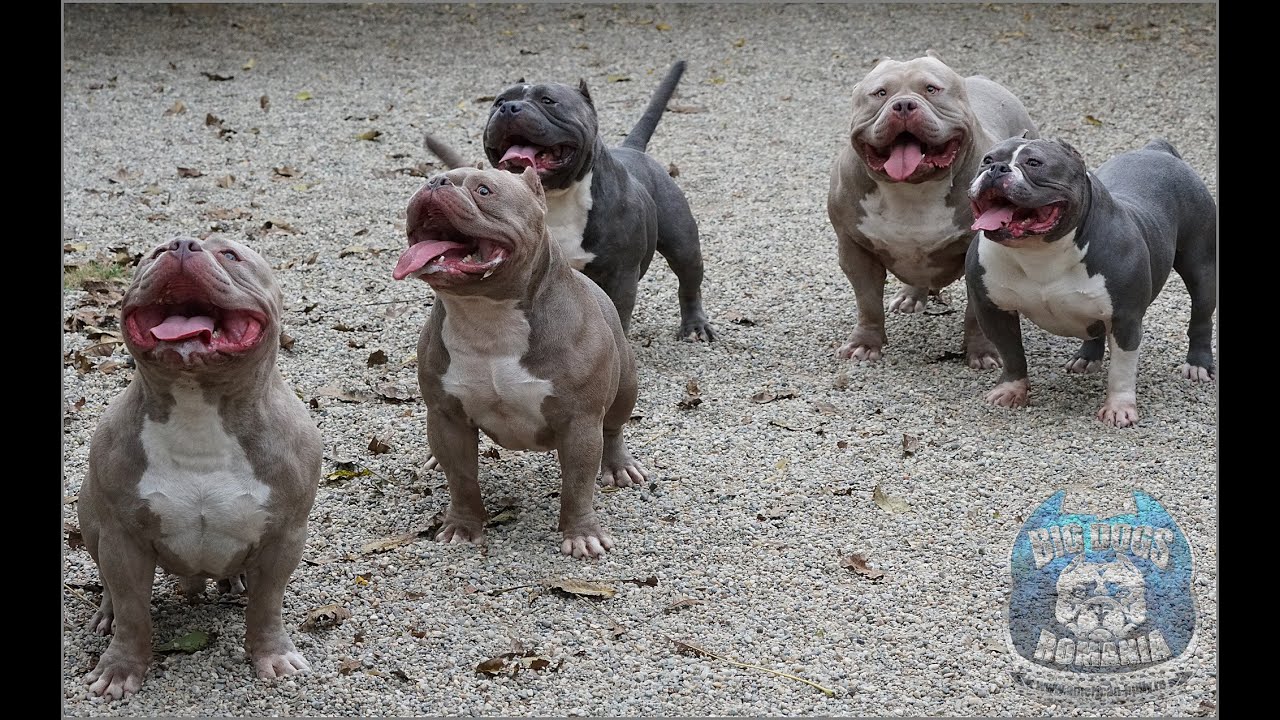 BEST 5 MALES FROM MY KENNEL /BIGDOGS ROMANIA KENNEL - YouTube