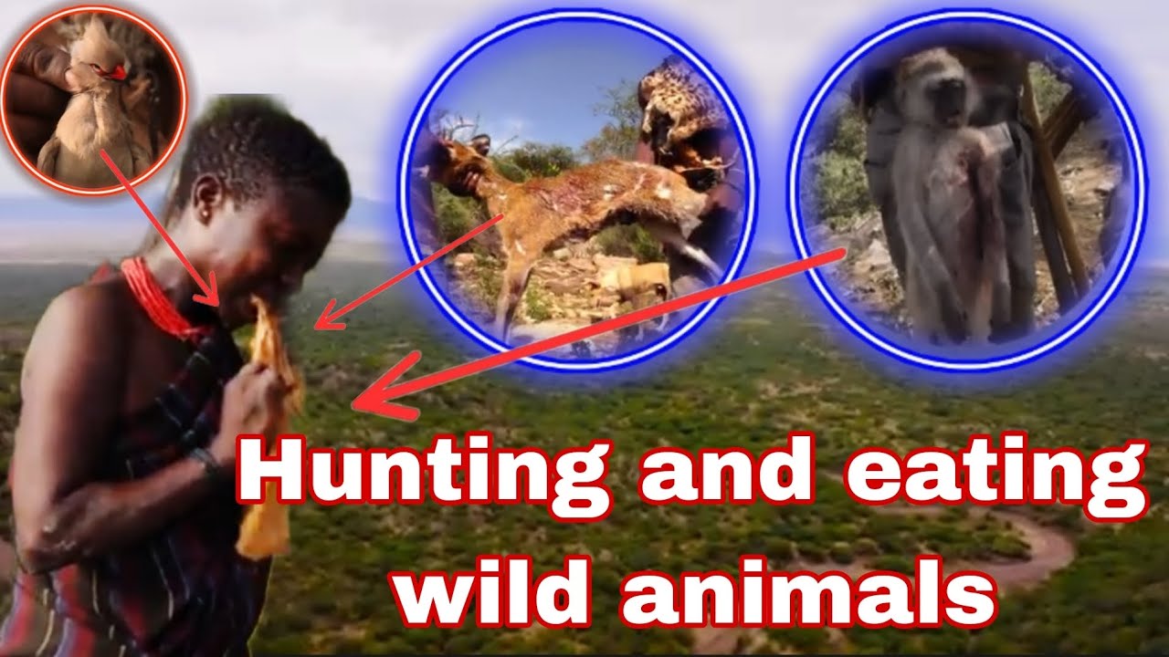 hunting and eating wild animals, wild monkey wild bird and wild boar ...