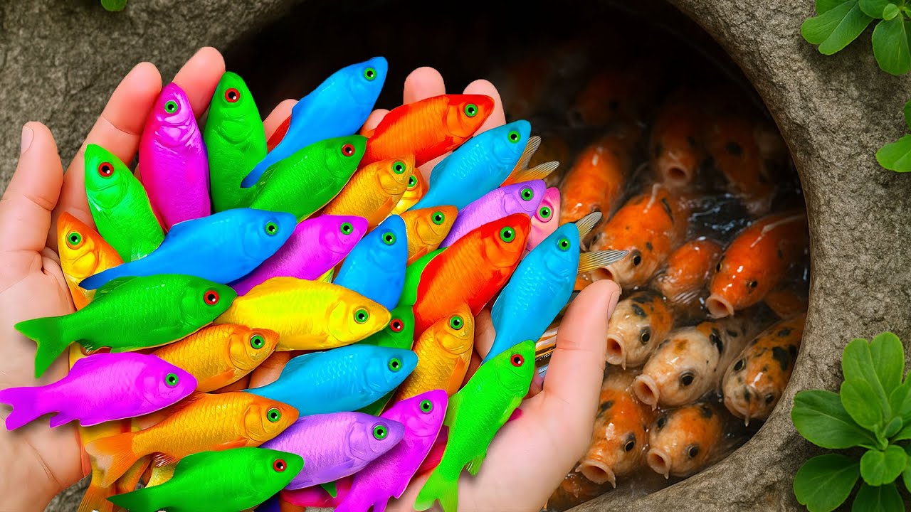 Catch colorful tropical fish in small pond, carp, baby turtle, goldfish ...