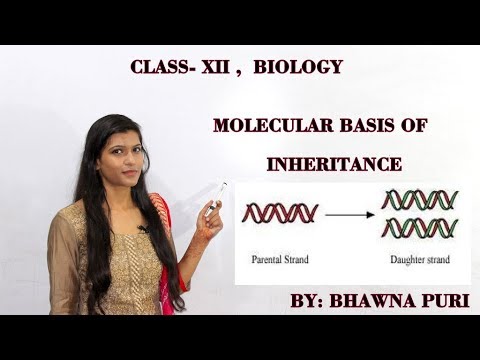 molecular biology, Transcription and translation. class 12 - YouTube