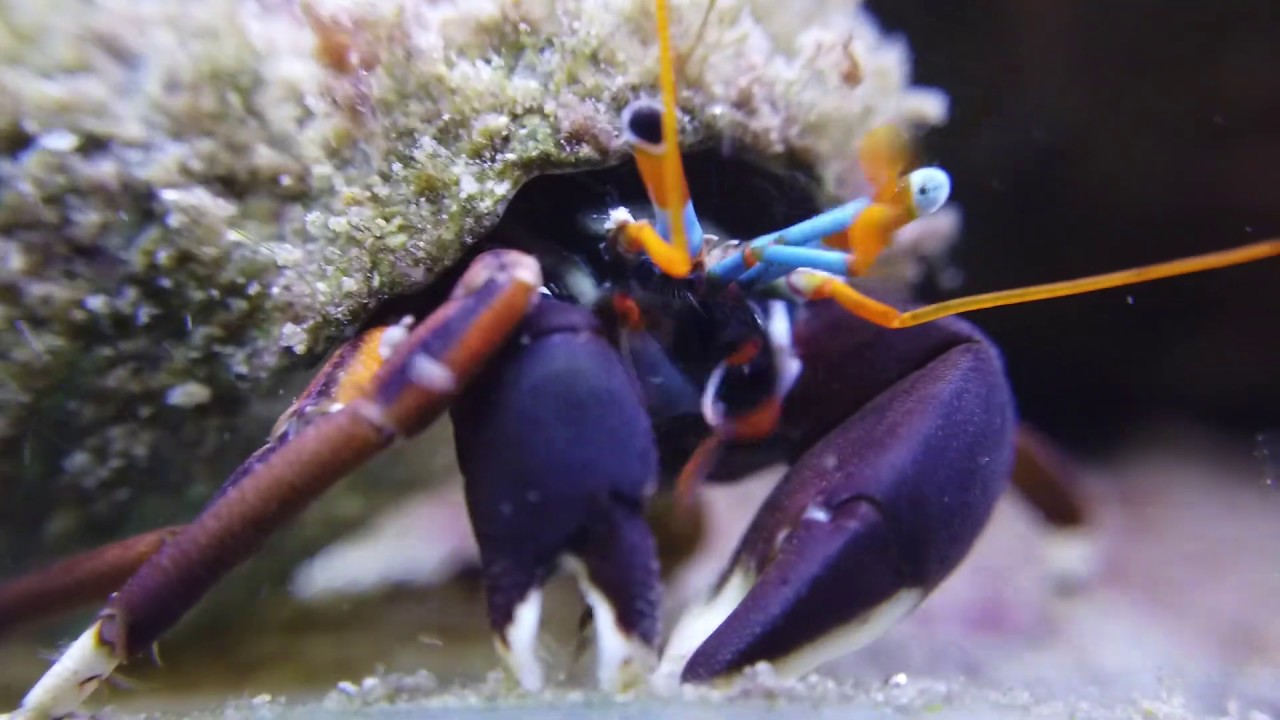 Krab Pustelnik - YouTube
