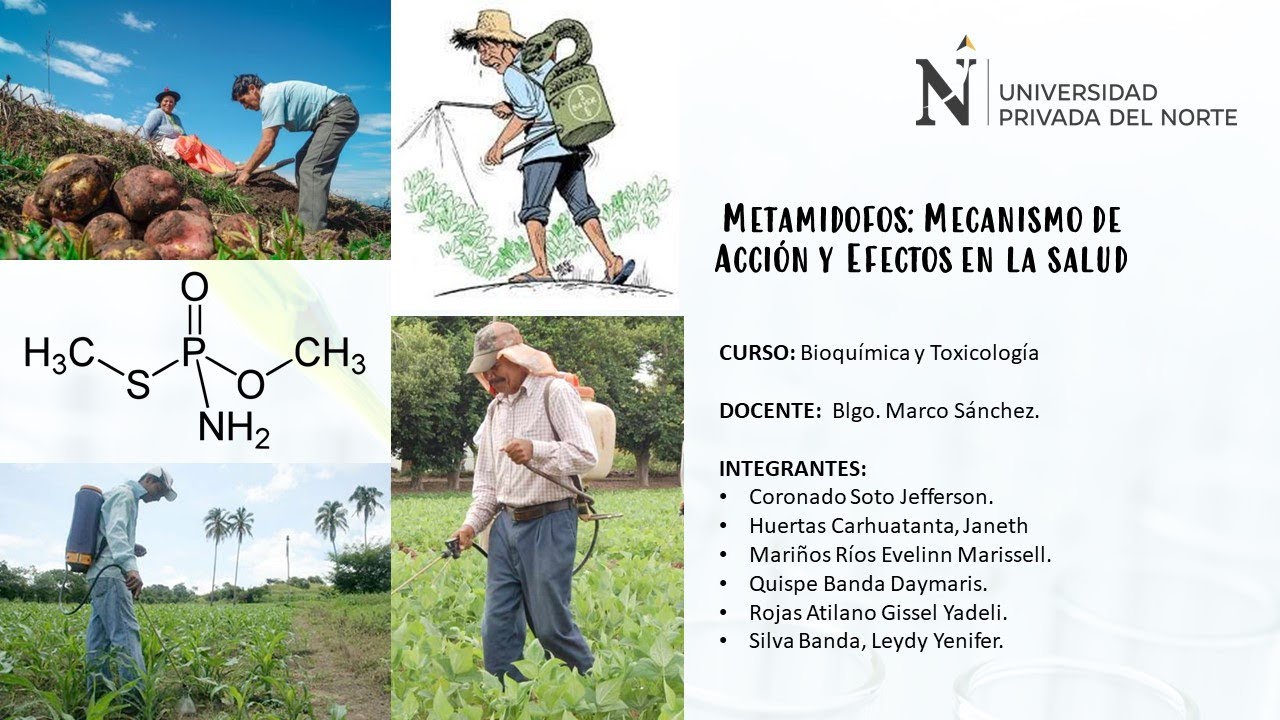 Metamidofos: Mecanismo de acción y efectos en la salud - YouTube