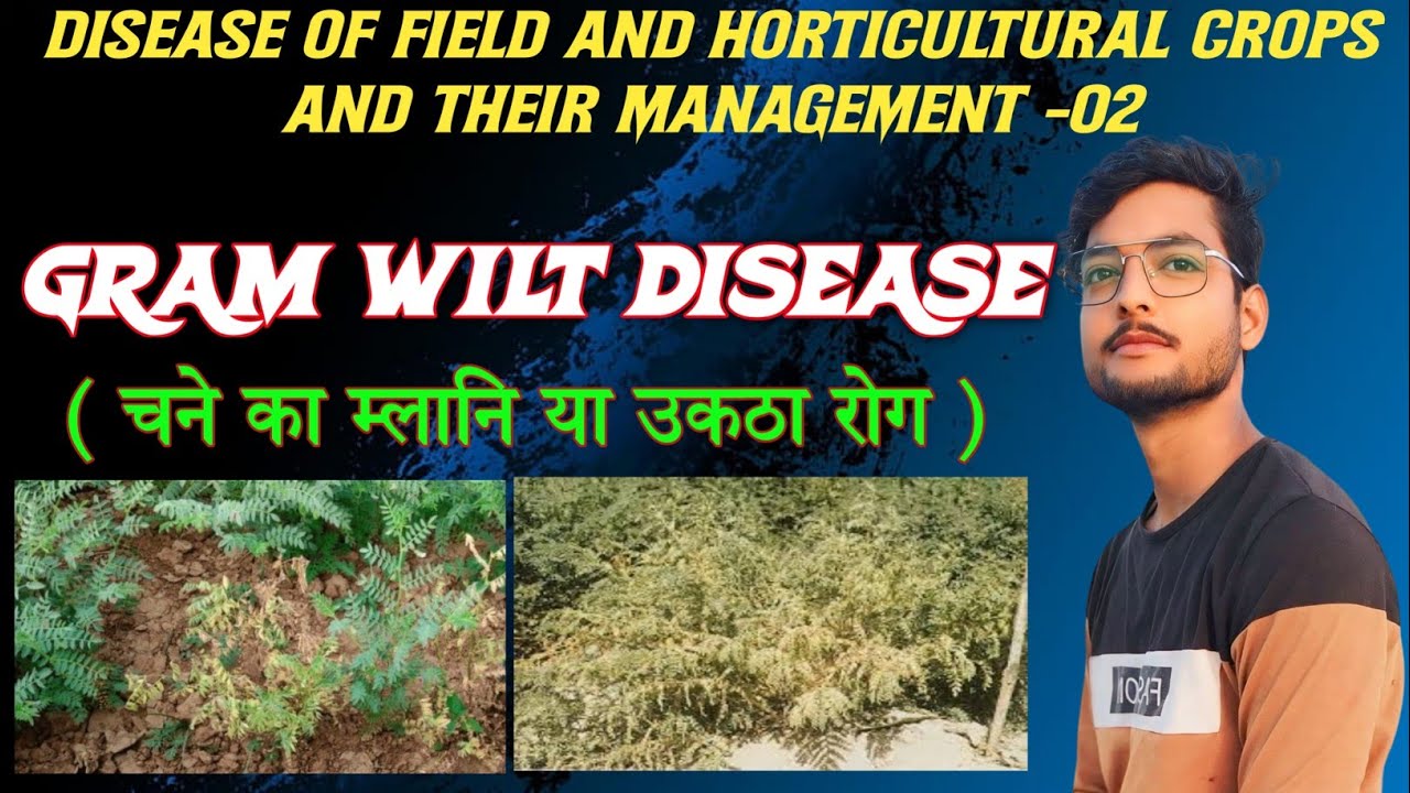 Gram Wilt Disease| चने का उकठा या म्लानी रोग | Disease of Field And ...