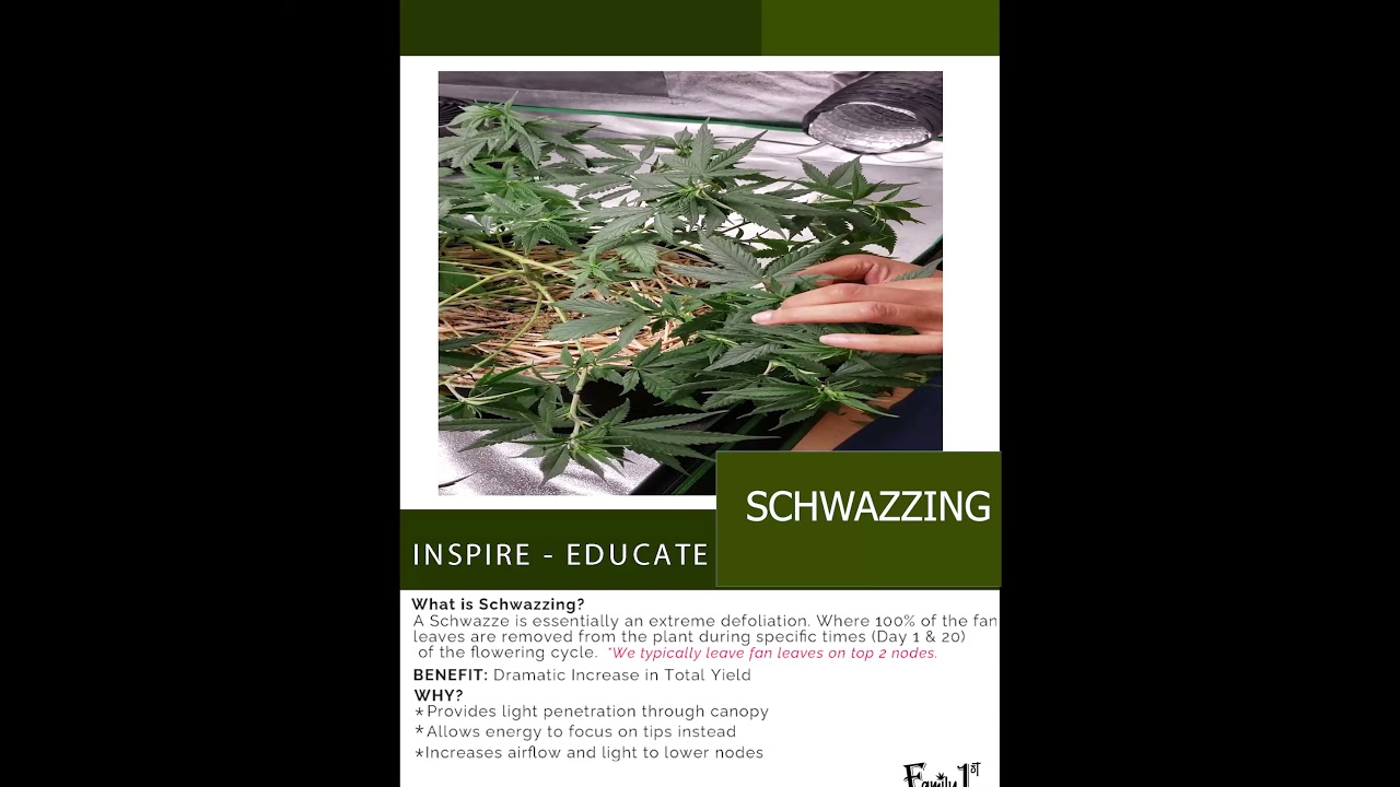 Growing Cannabis Organically: Schwazzing - YouTube