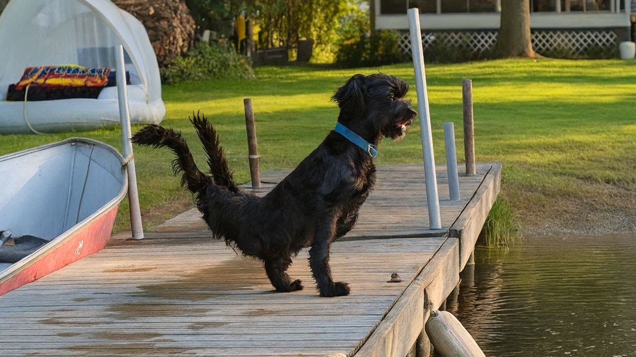 Disabled Dog Abandoned By The Lake Finally Feels Loved - YouTube