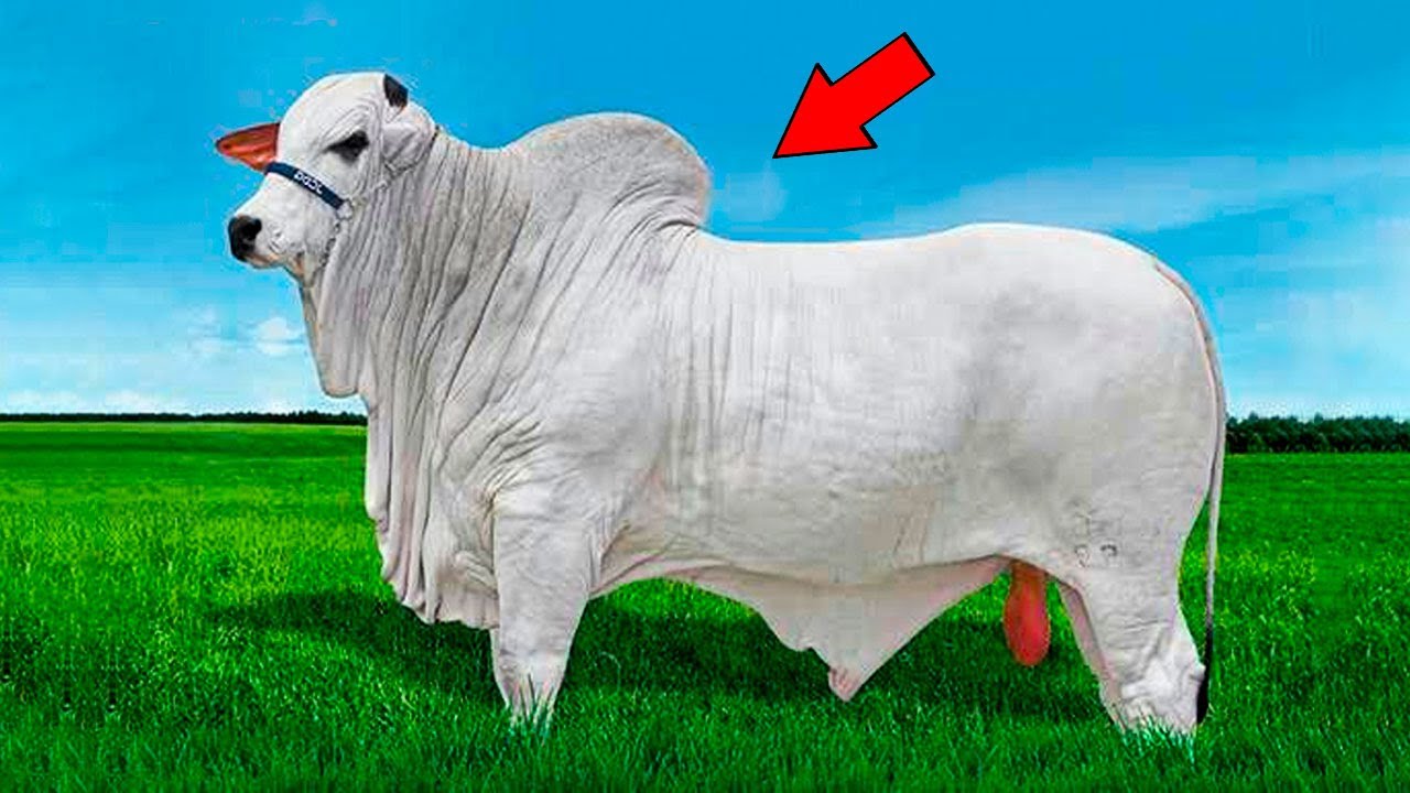 Conoce a los toros mas gigantes que asusta al mundo - YouTube