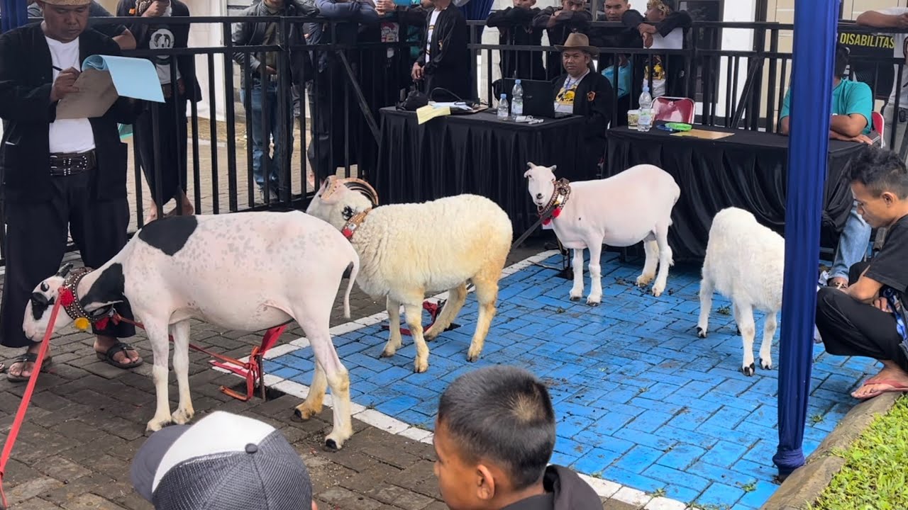 Best of The Best Ratu Bibit (KONTES TERNAK DOMBA GARUT NOVEMBER 2023 ...