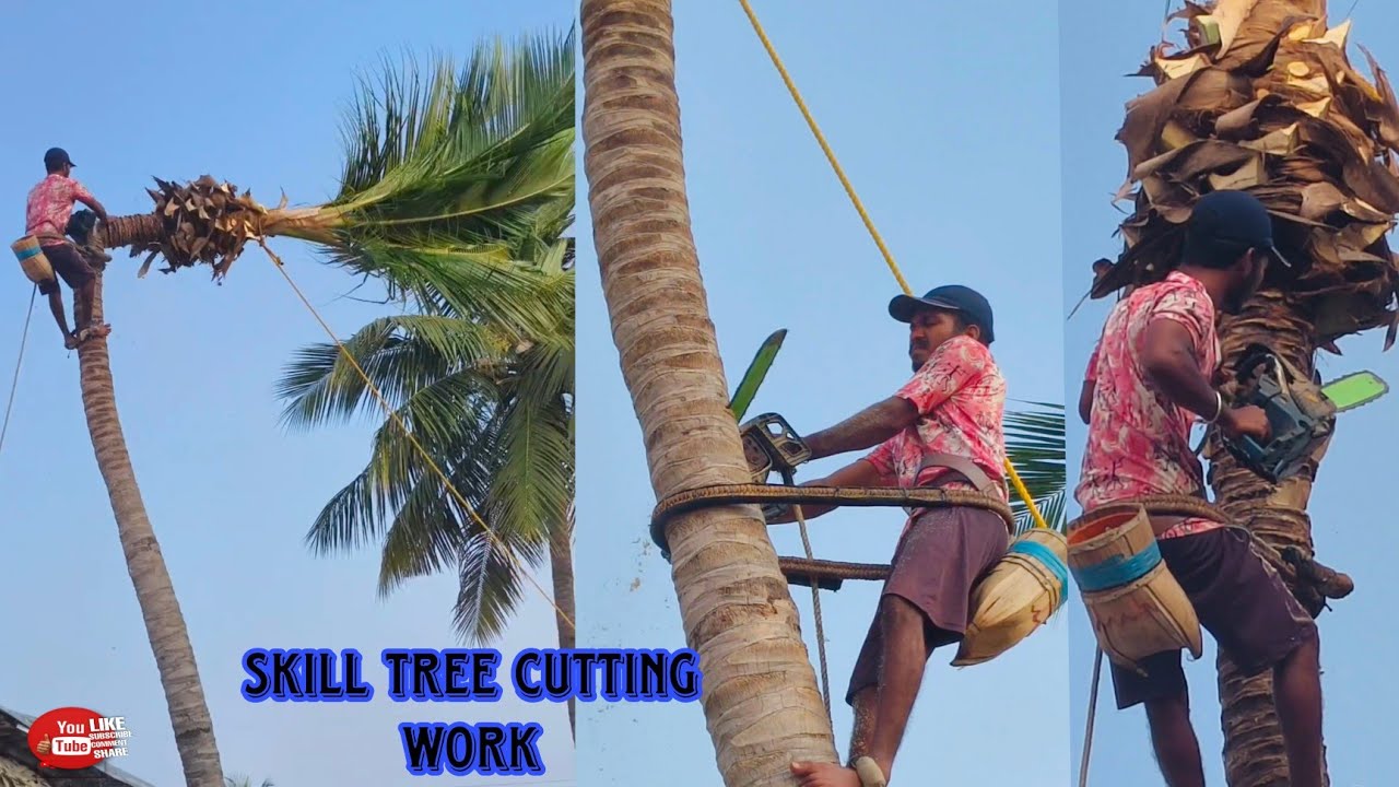 Skill the removing house the tree cutting work 2025 tree cutting - YouTube