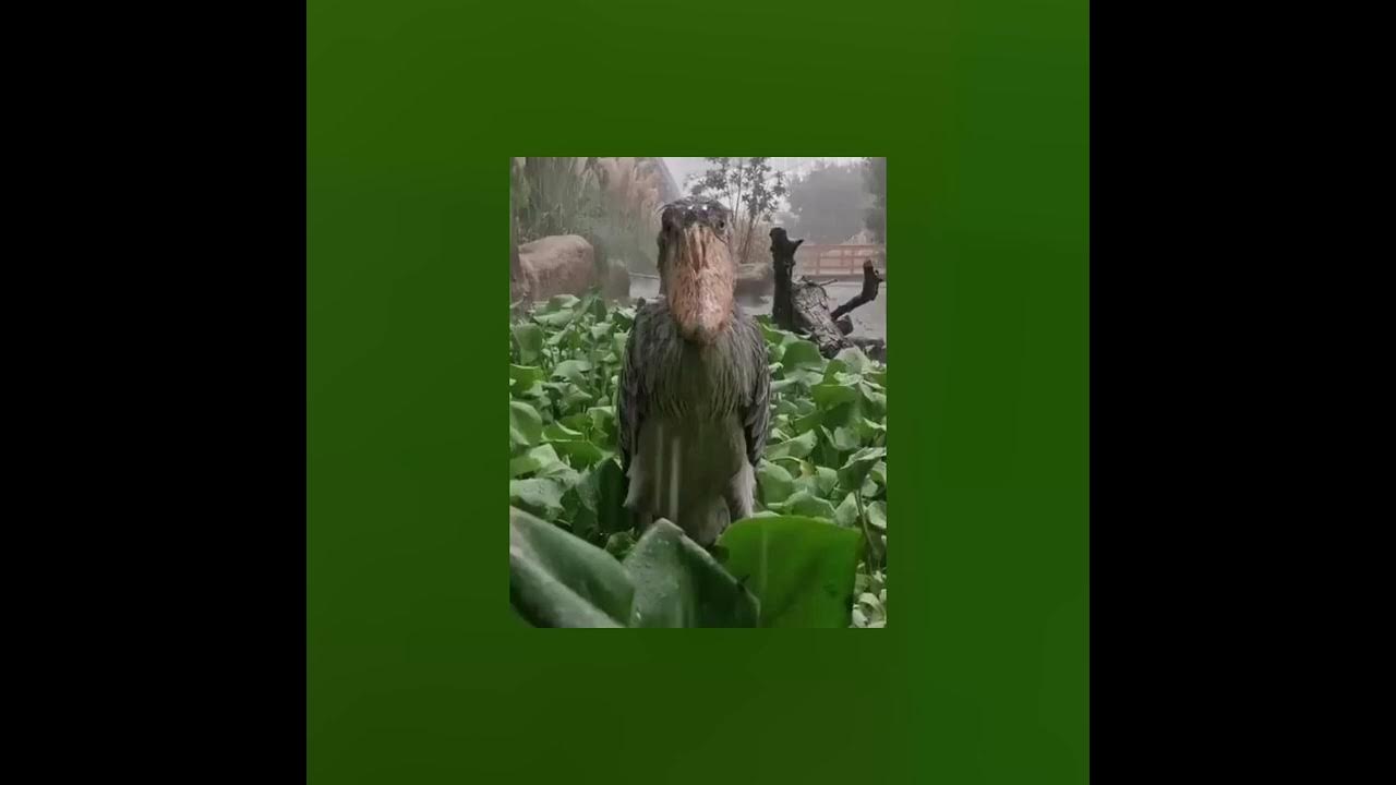 Shut Me Up spedup YouTube shut-me-up-spedup-youtube