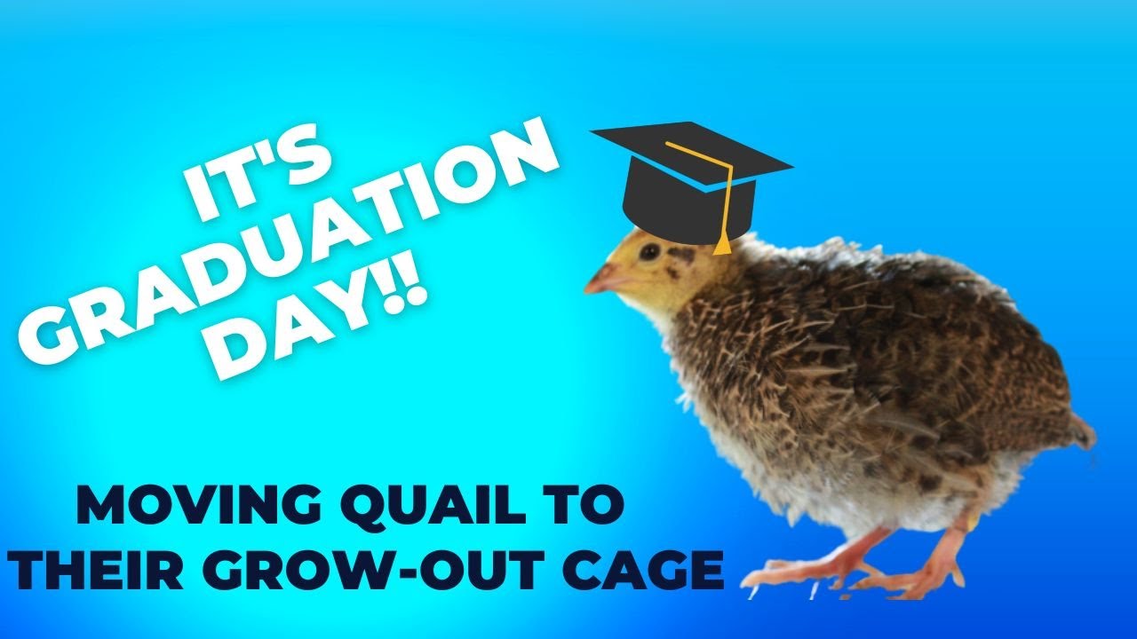 Moving the Quail to the Grow-Out Cage - YouTube
